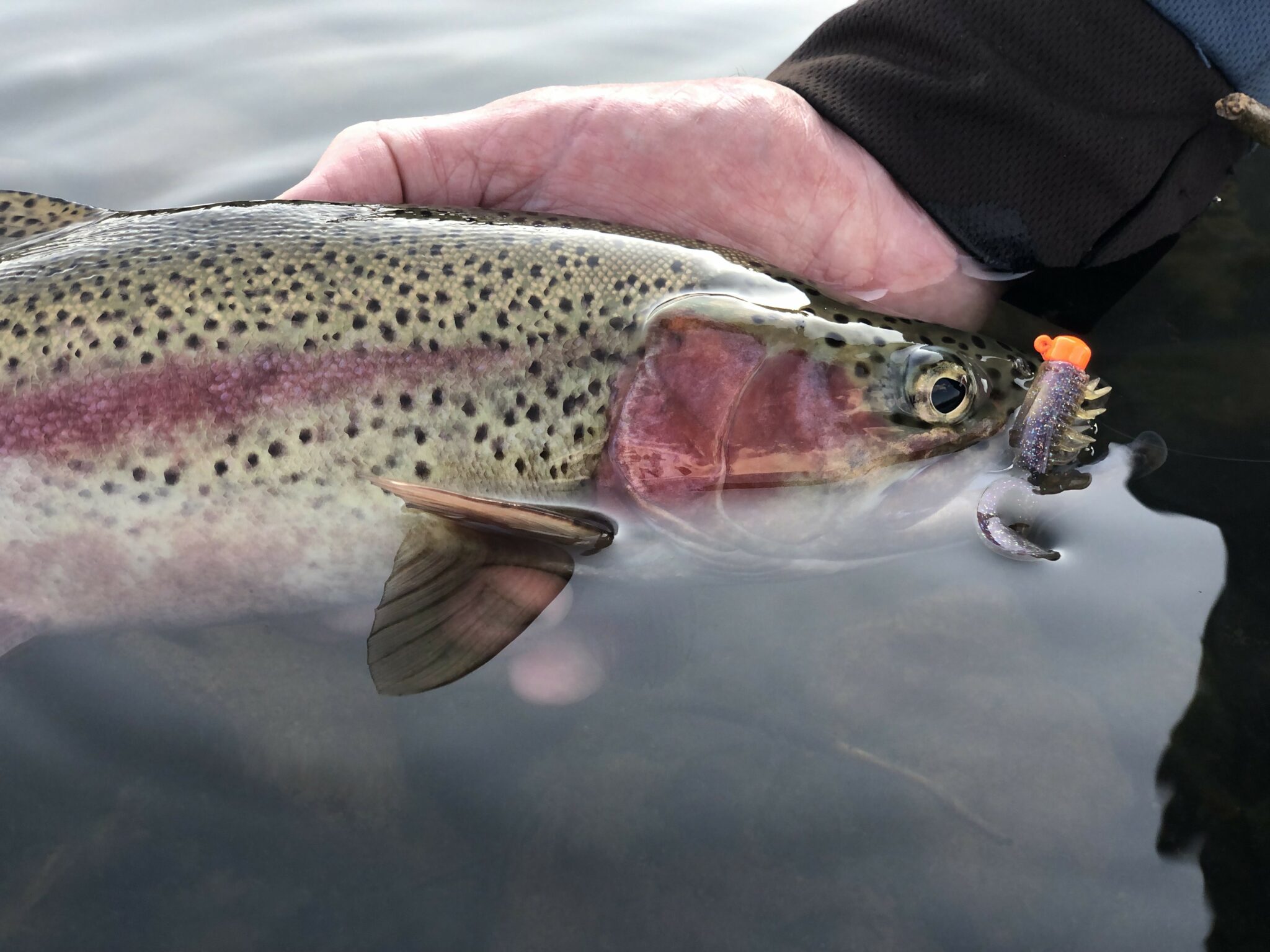 Catching trout on soft plastics - Fishing World Australia