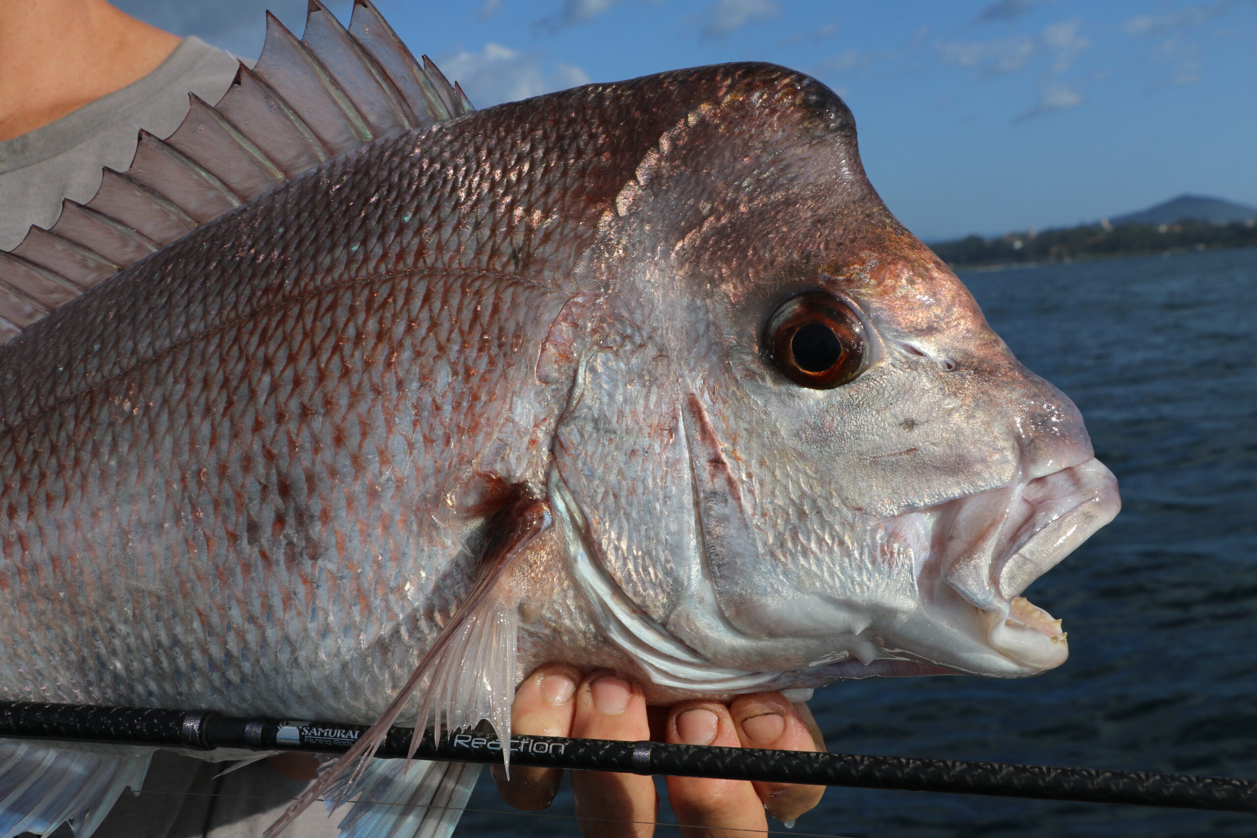 Samurai Reaction rod review - Fishing World Australia