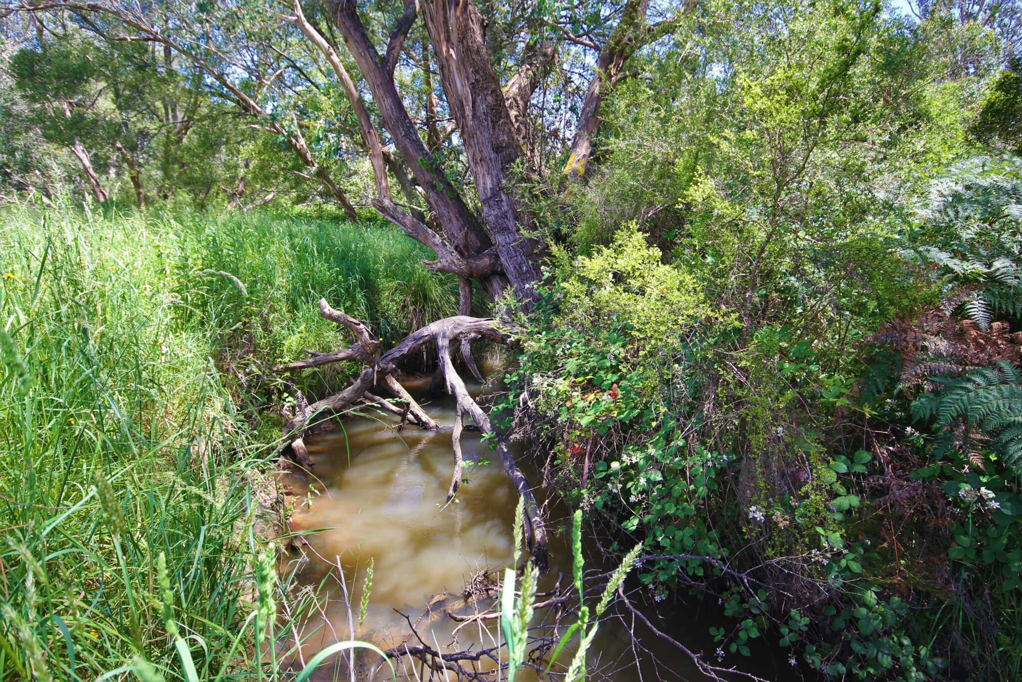 How to catch river blackfish - Fishing World Australia