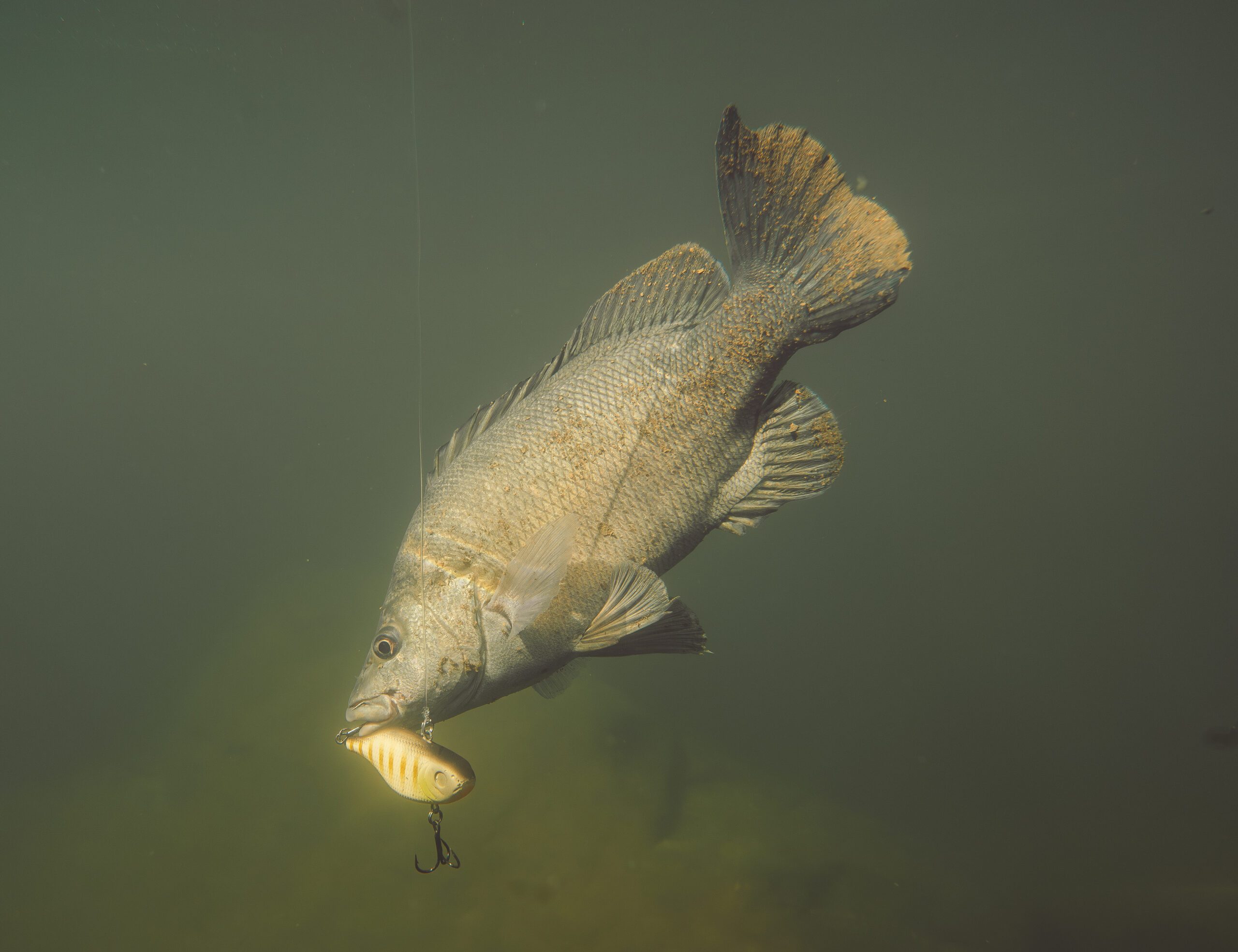 Fishing structure - Fishing World Australia