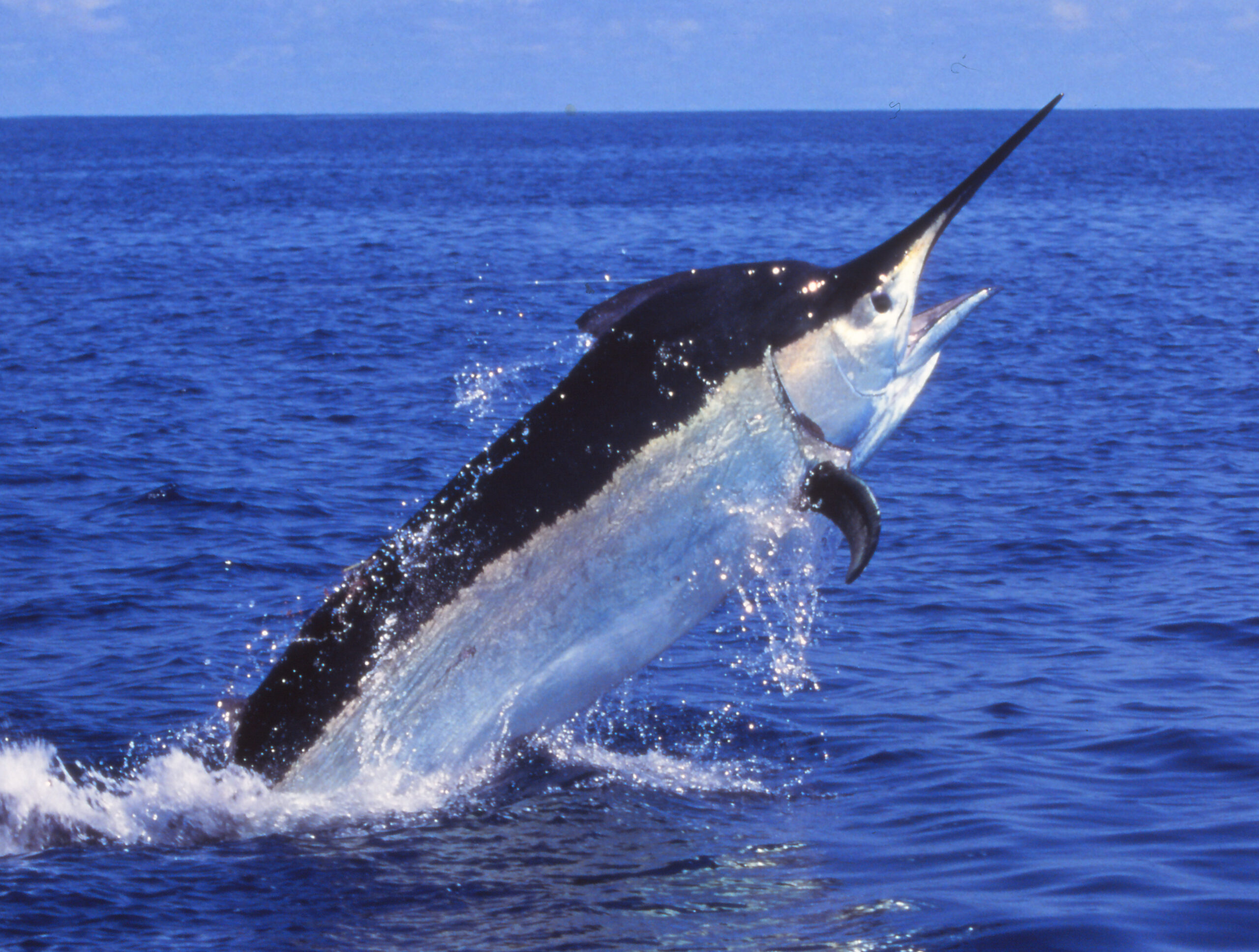 Cairns marlin season wrap-up - Fishing World Australia
