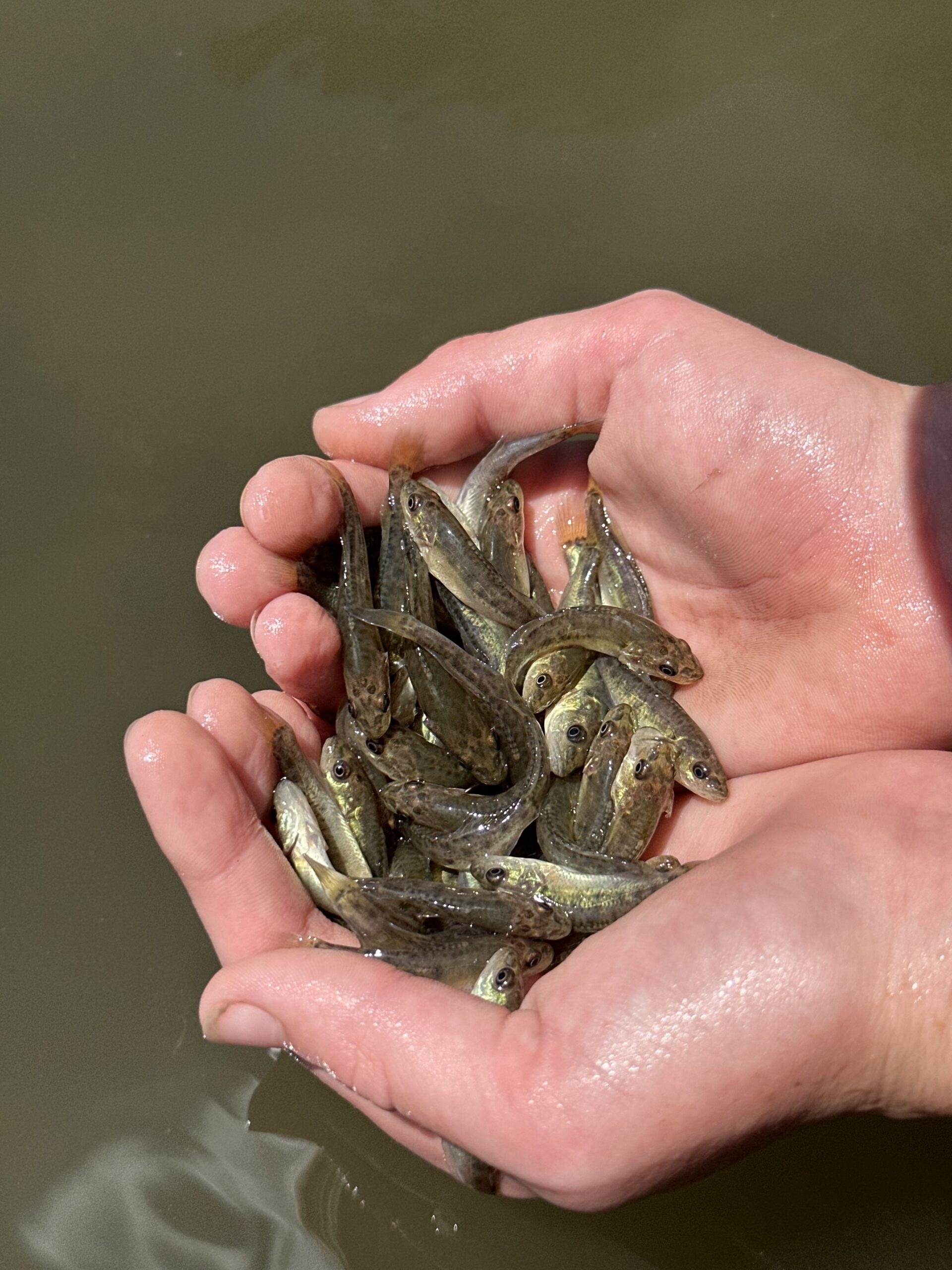 60,000 Murray cod and golden perch stocked into upper Macquarie River ...