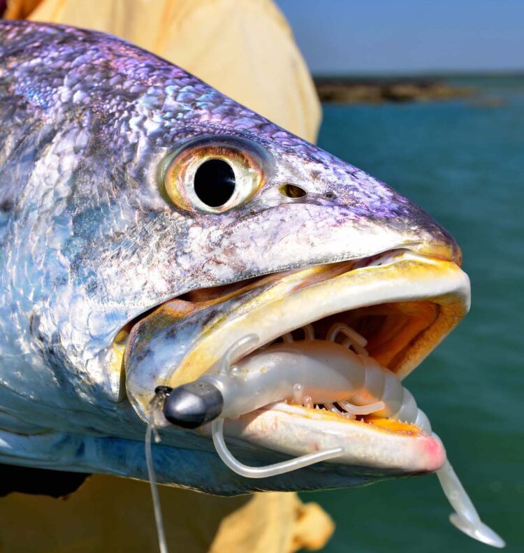 How to catch black jewfish - Fishing World Australia