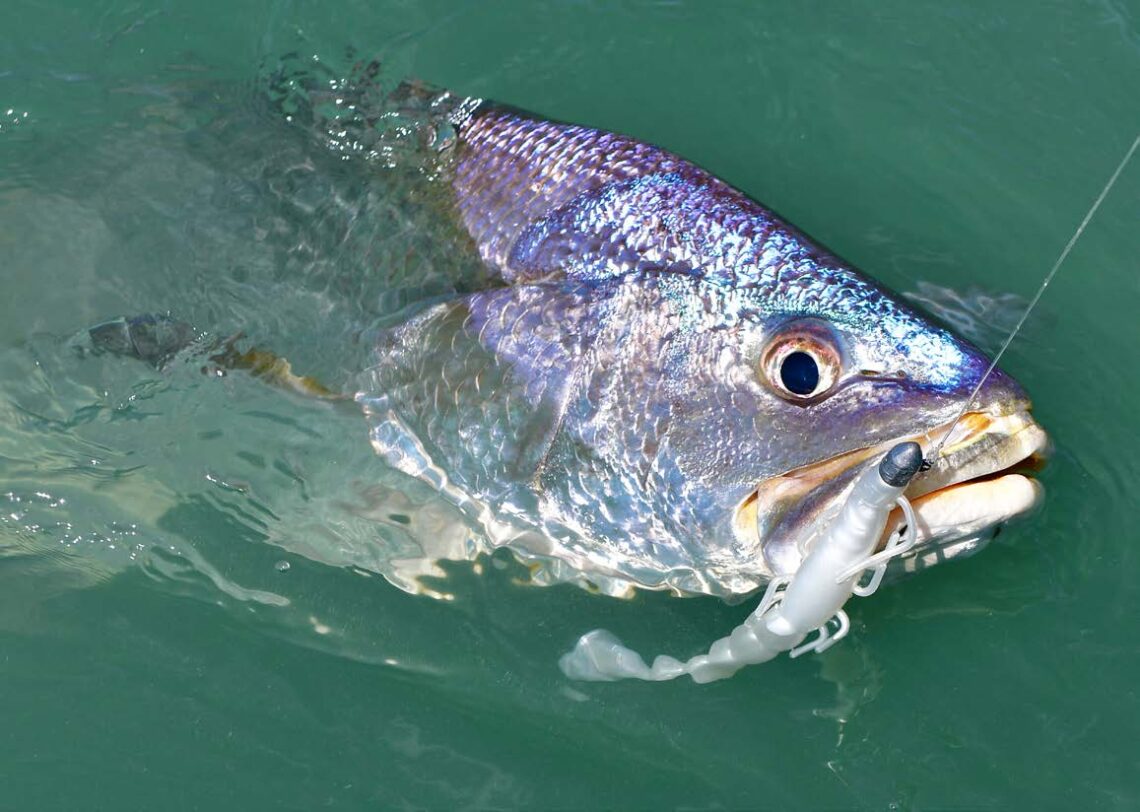 How to catch black jewfish - Fishing World Australia