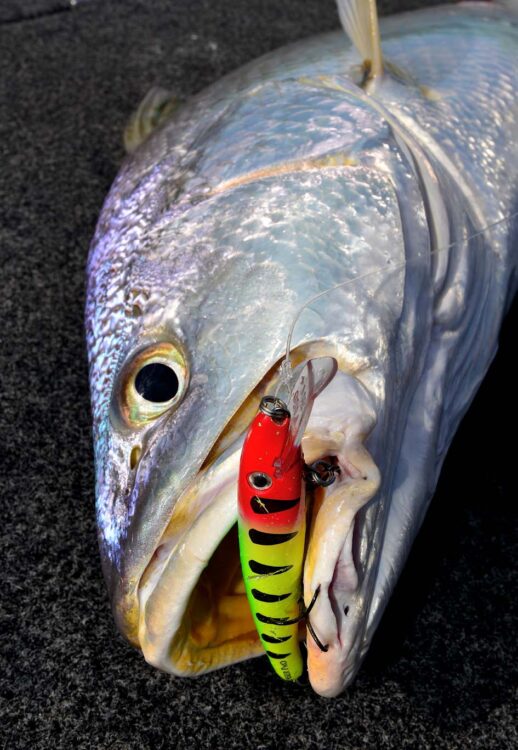 How to catch black jewfish - Fishing World Australia