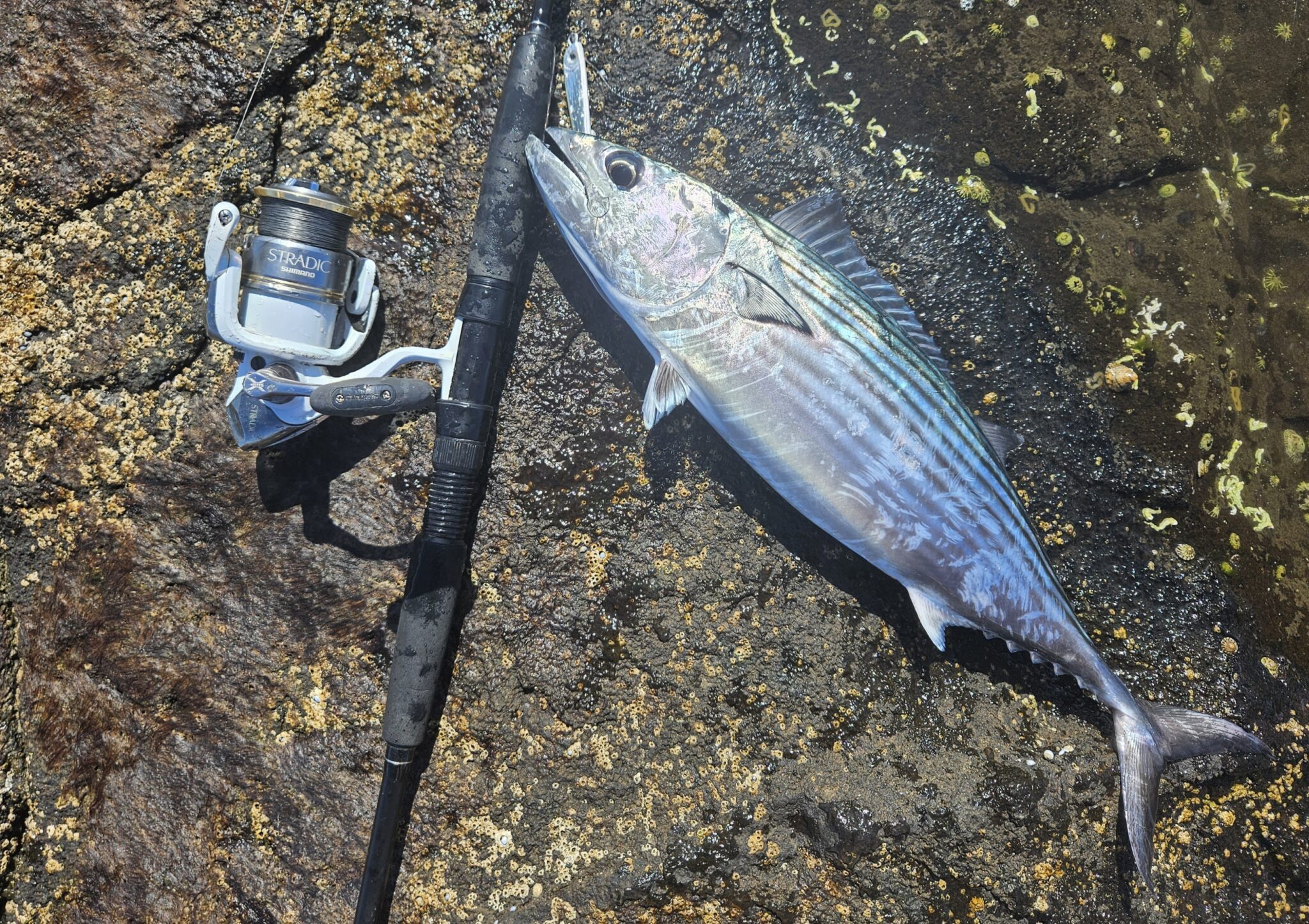 South Coast bonito - Fishing World Australia