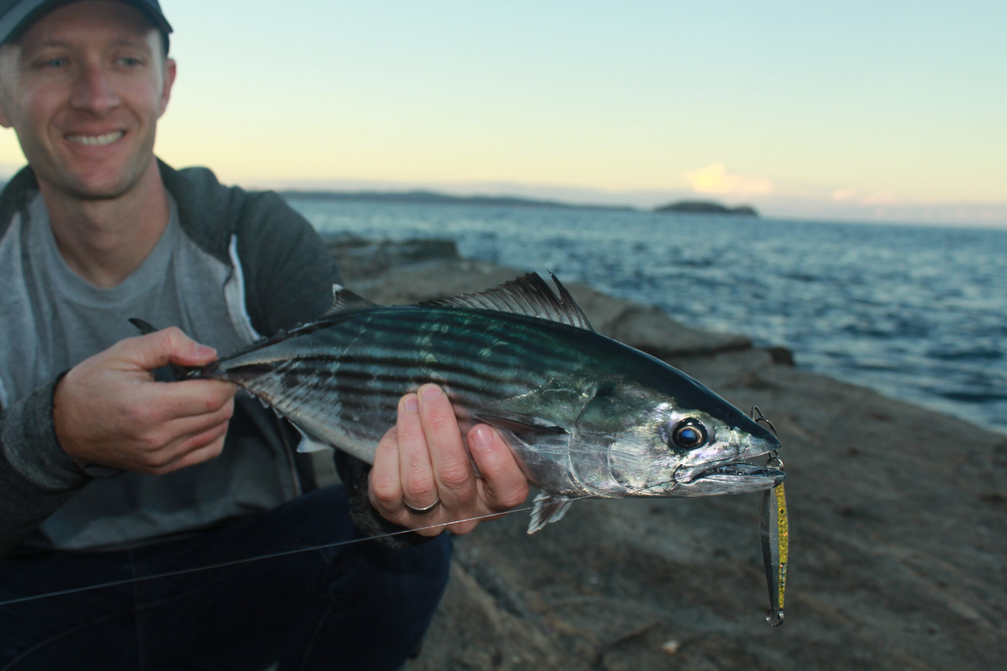 South Coast bonito - Fishing World Australia