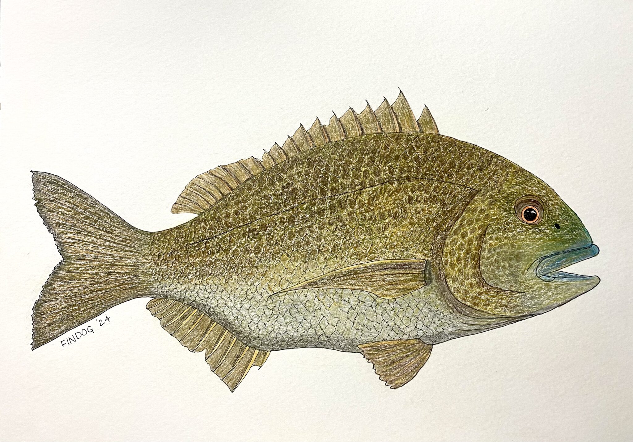 Greg Finney Art - Fishing World Australia