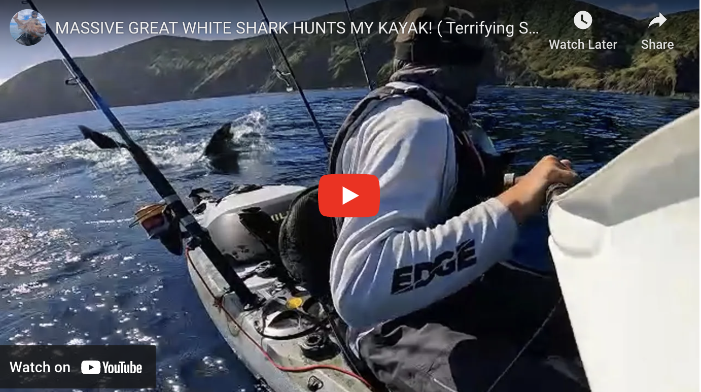Great white shark stalks kayak angler - Fishing World Australia