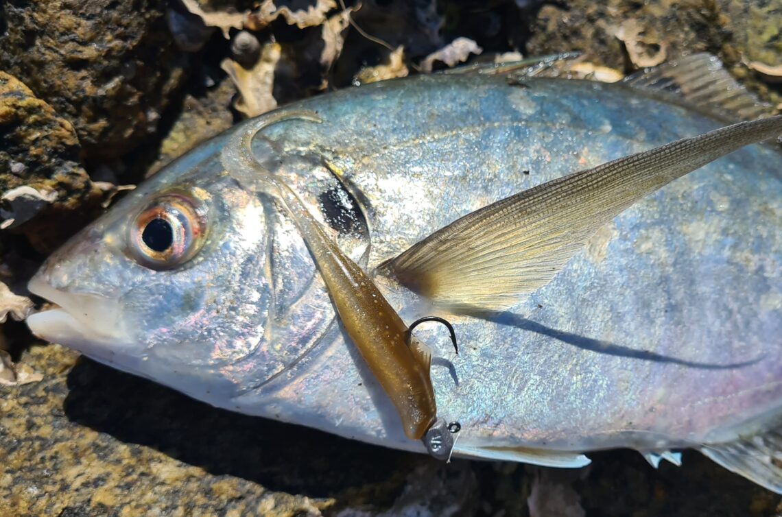 A tribute to trevally - Fishing World Australia