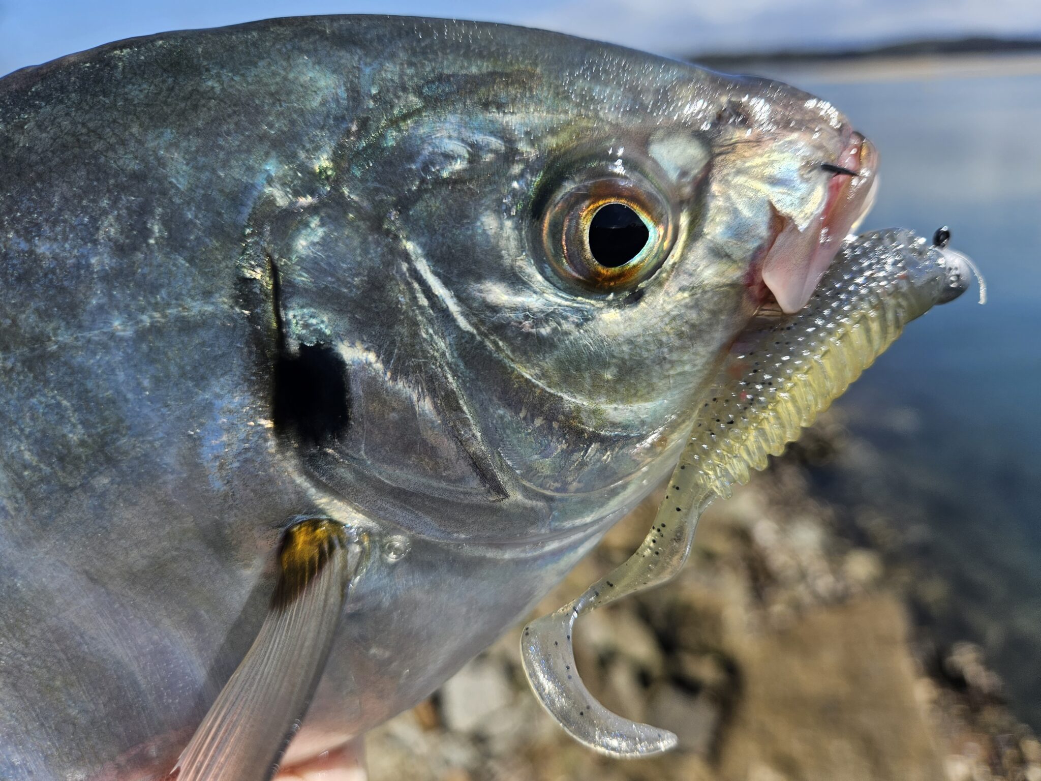 A tribute to trevally - Fishing World Australia