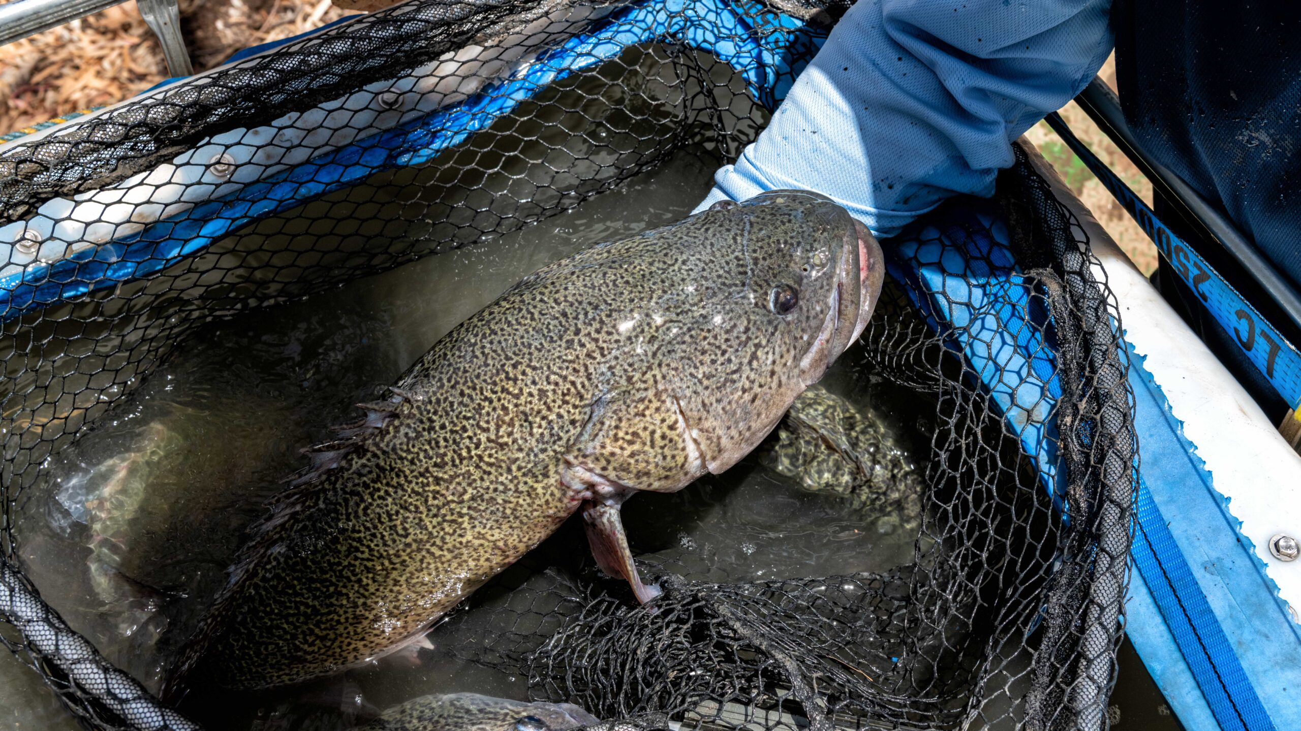 Rescued Murray cod returned to Macquarie River - Fishing World Australia