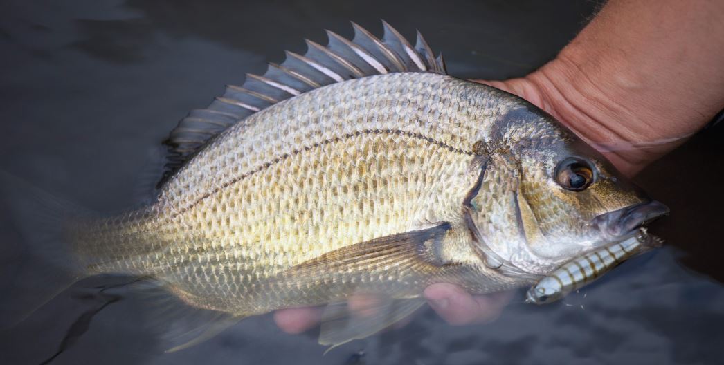 Stealth fishing - Fishing World Australia