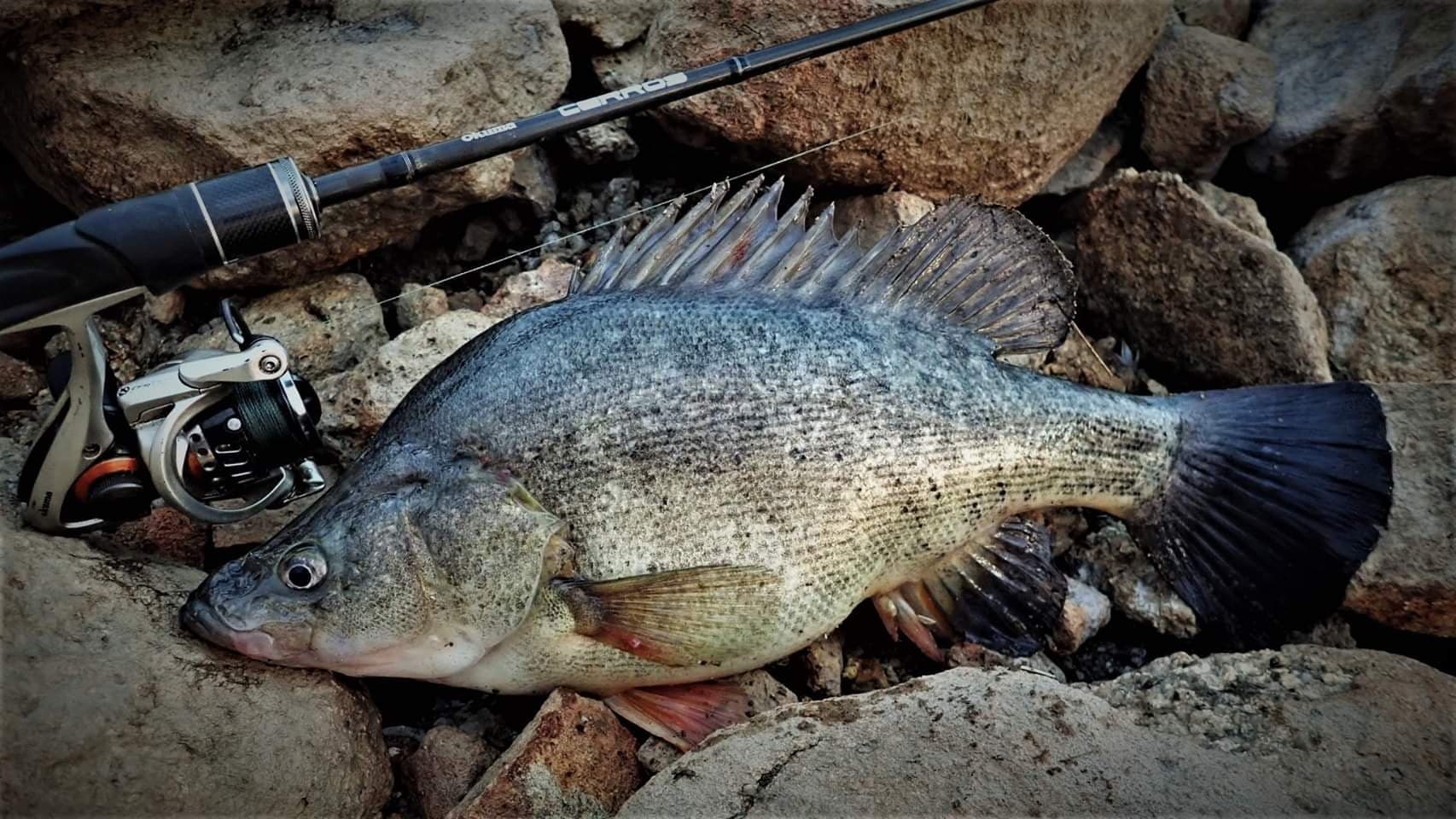 Canoe the cooper - Fishing World Australia