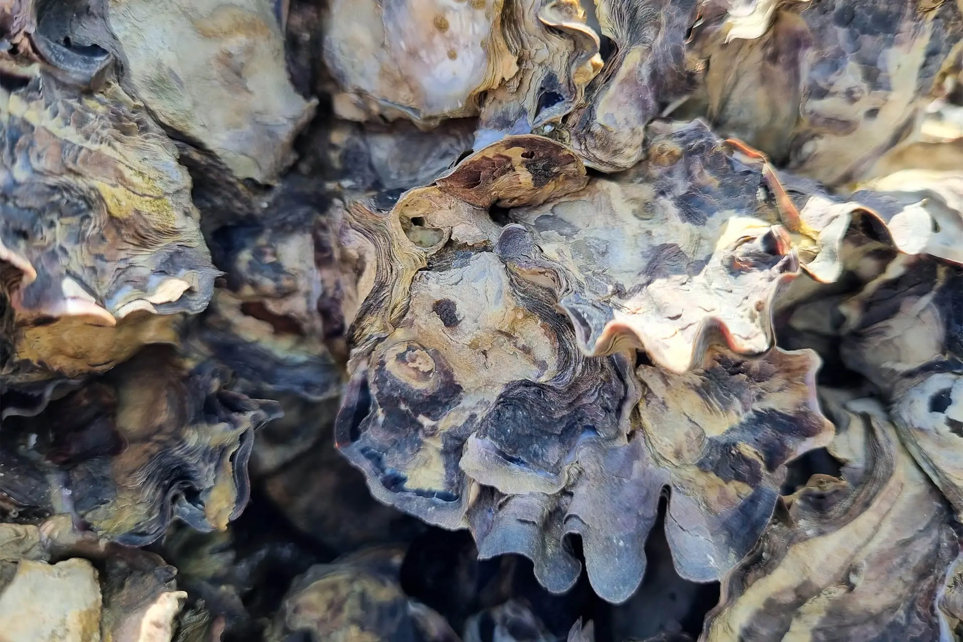 Australians urged to report tropical shellfish - Fishing World Australia
