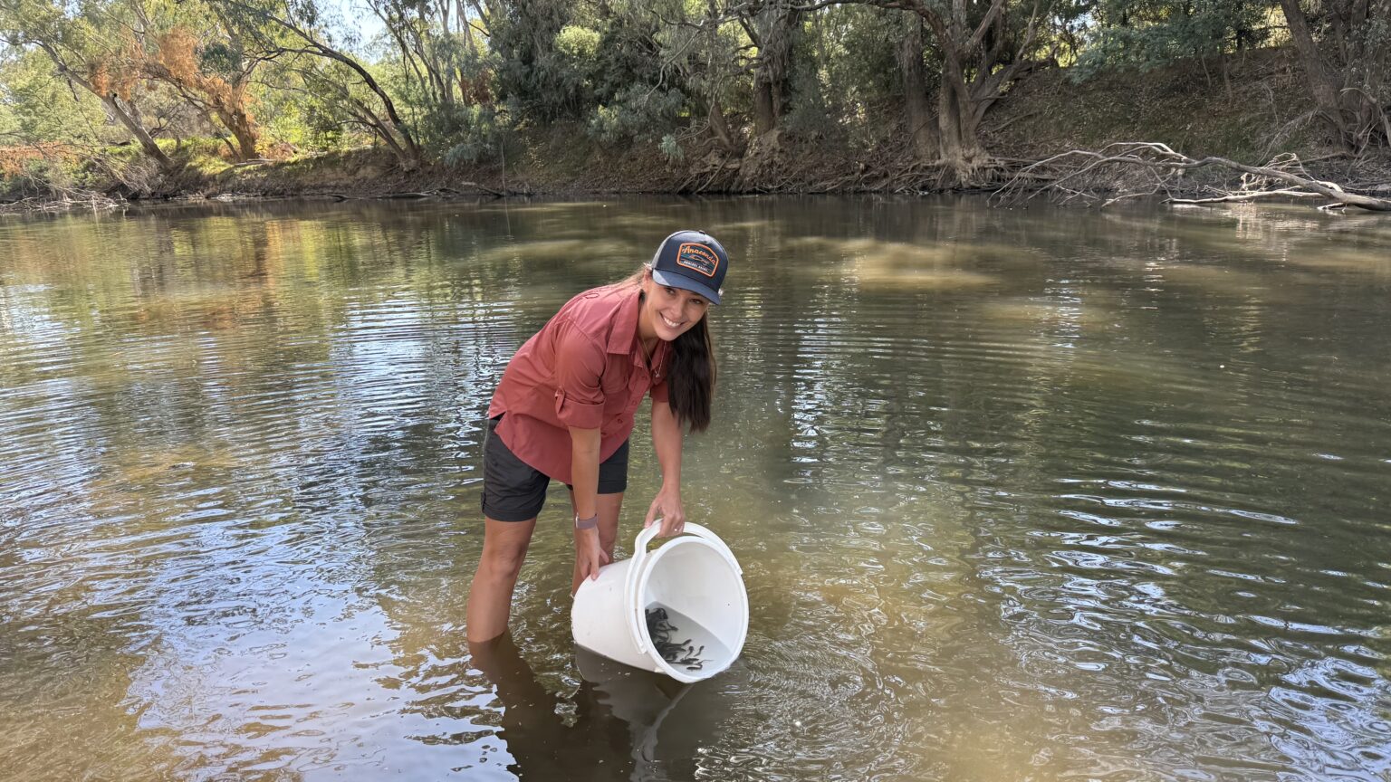 Catfish comeback for Northern Victoria - Fishing World Australia