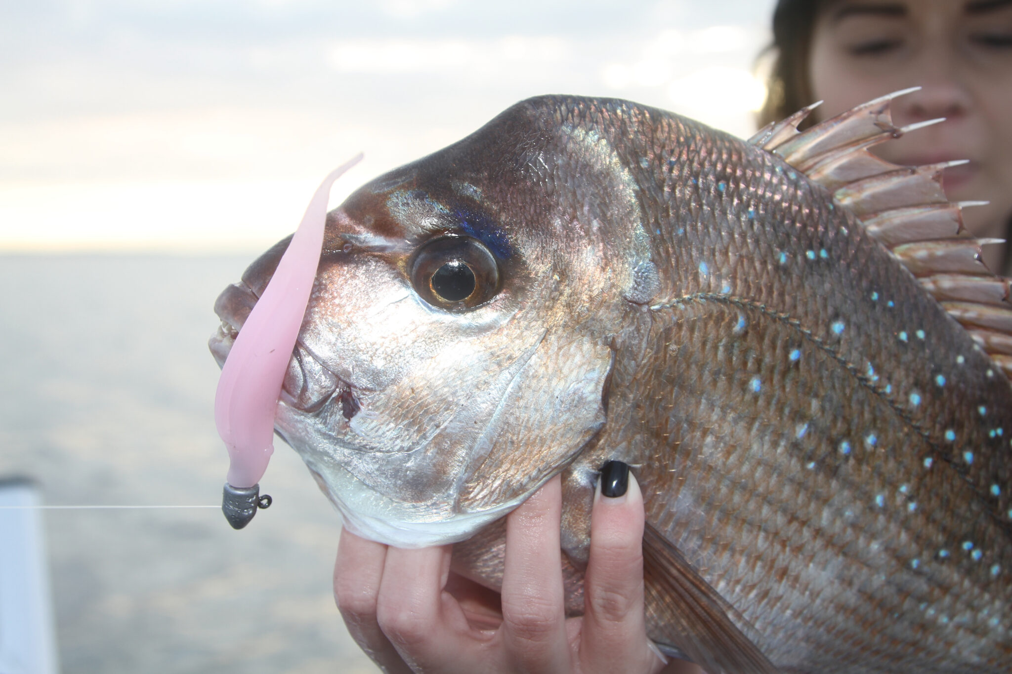 Inshore winter snapper - Fishing World Australia