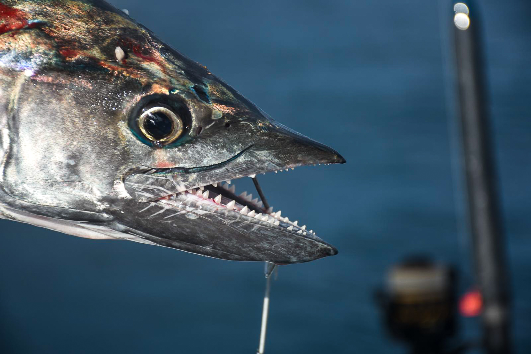 Queensland to raise Spanish mackerel catch limits - Fishing World Australia