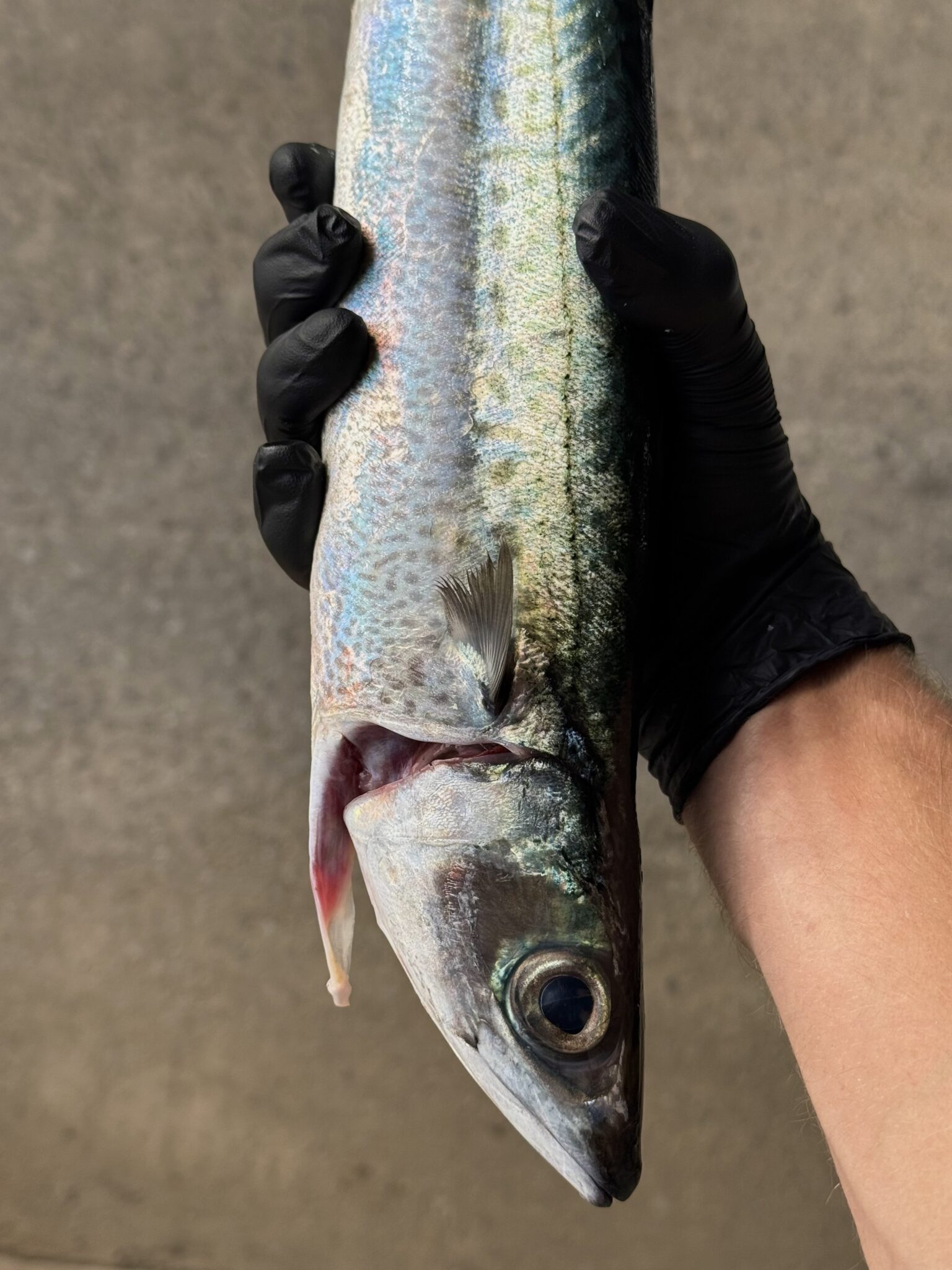Blue by name, Slimy by nature - Fishing World Australia