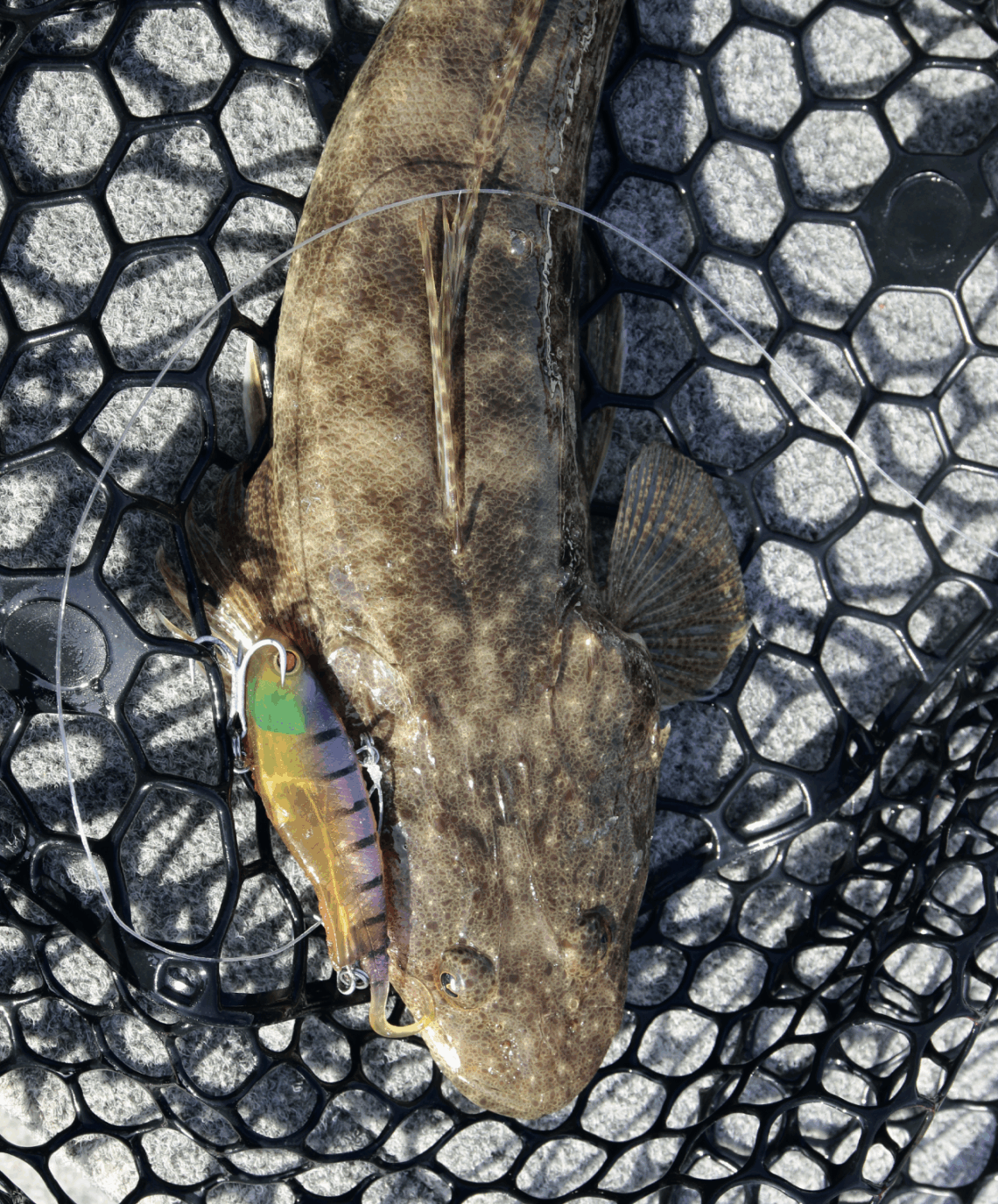 Winning flathead tips - Fishing World Australia