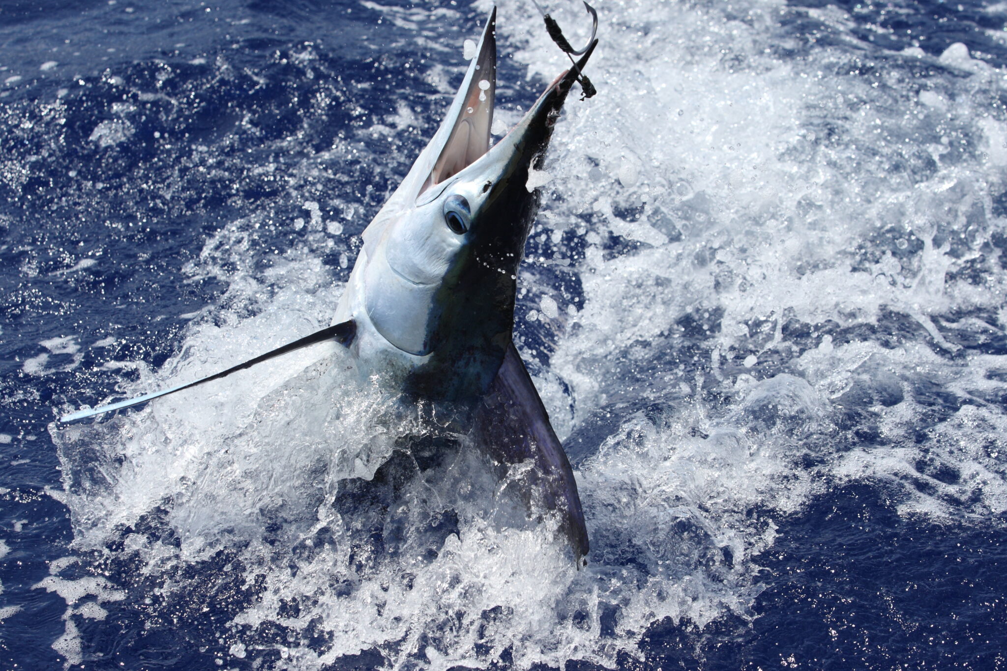 The spearfish saga - Fishing World Australia