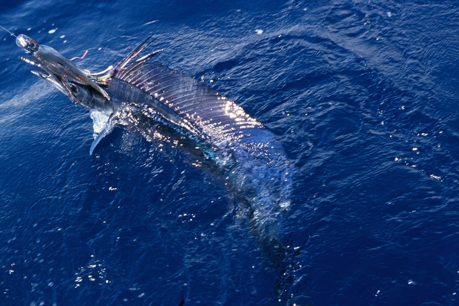 The spearfish saga - Fishing World Australia