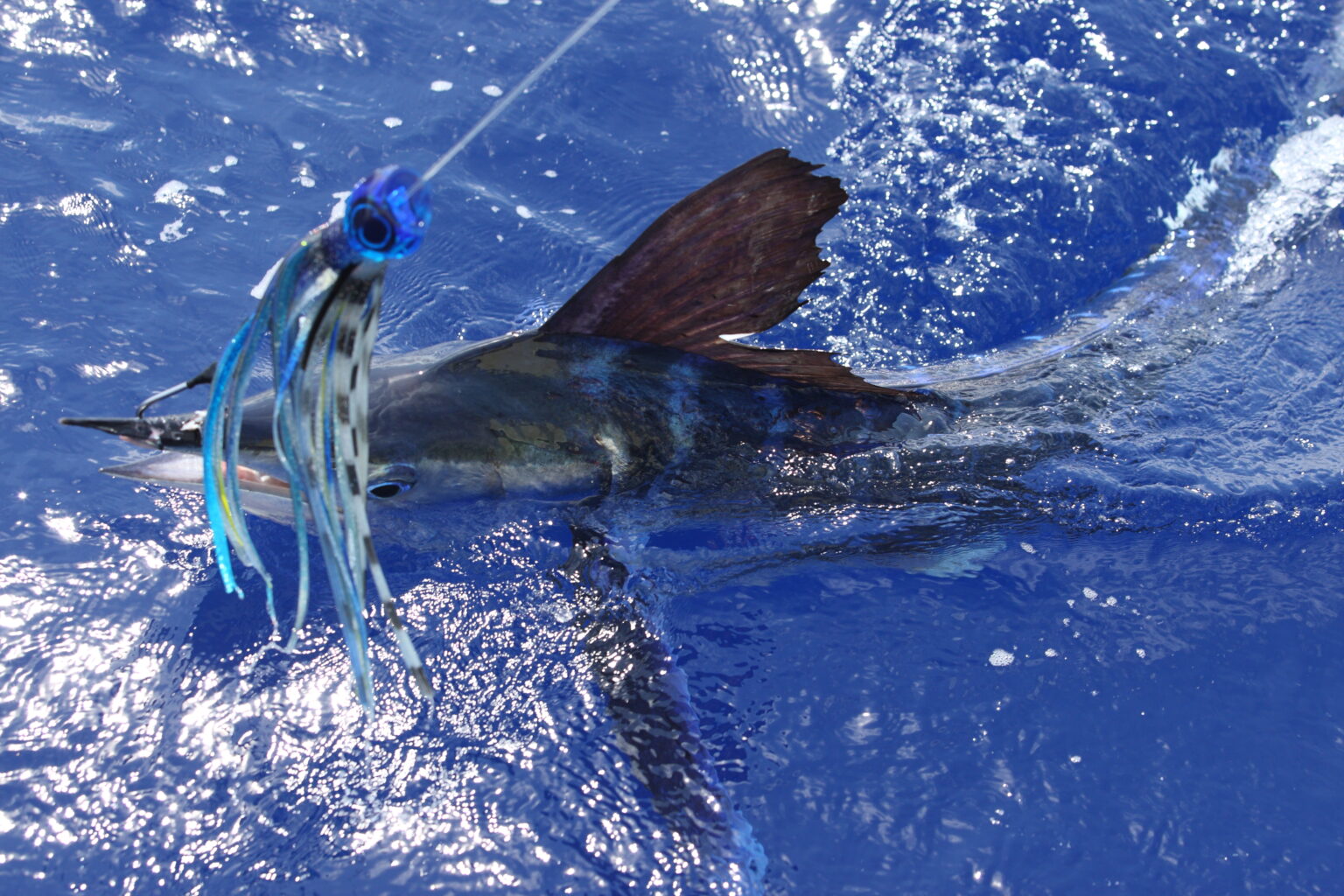 The spearfish saga - Fishing World Australia