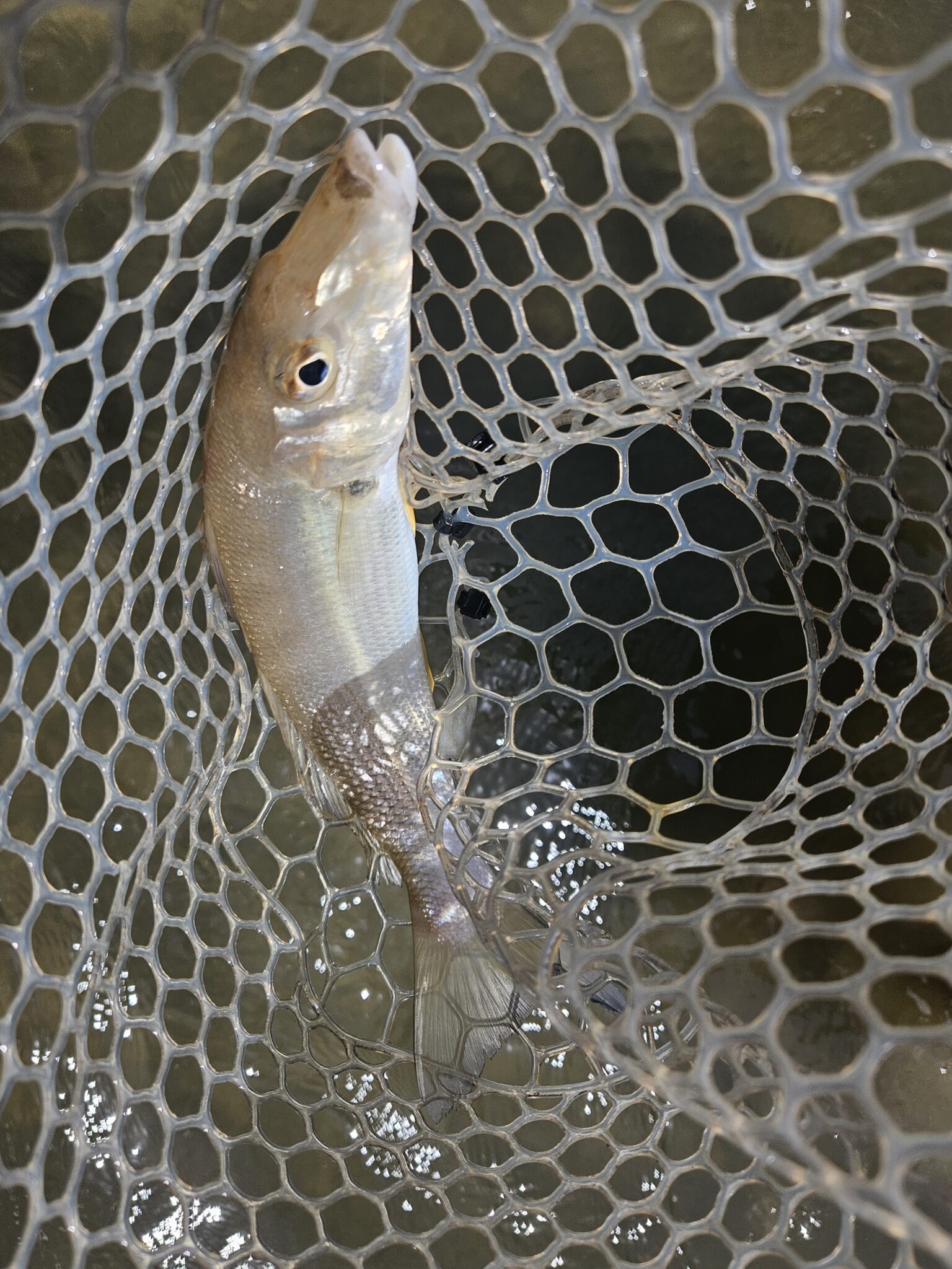 Gold Coast whiting - Fishing World Australia