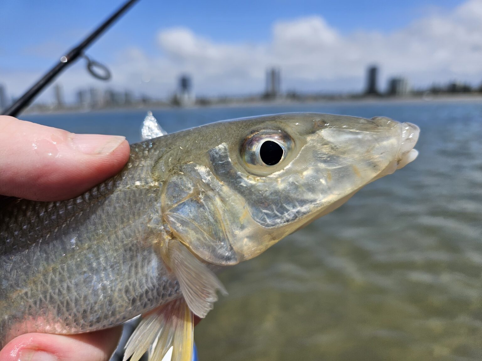 Gold Coast whiting - Fishing World Australia