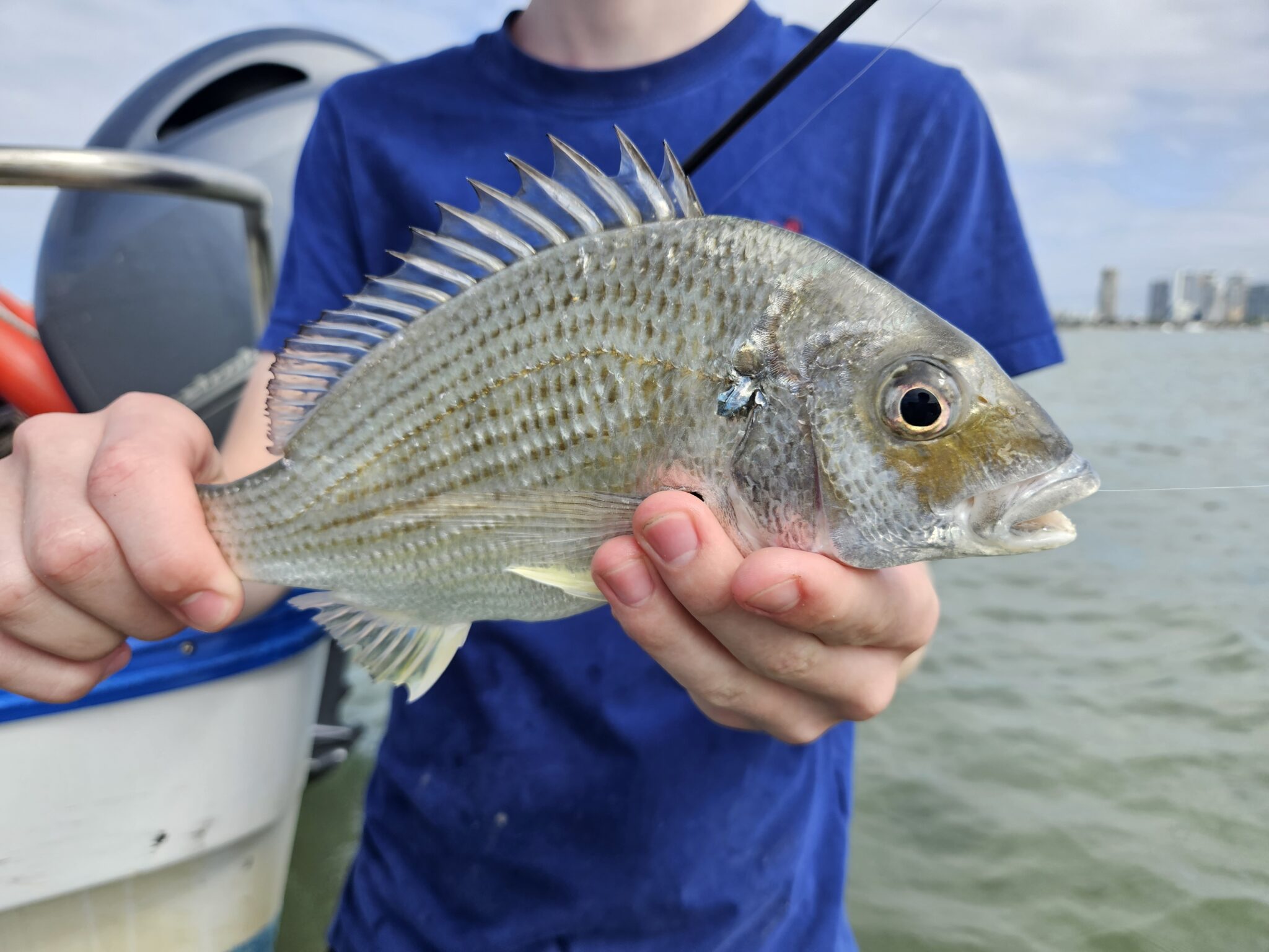 Gold Coast whiting - Fishing World Australia