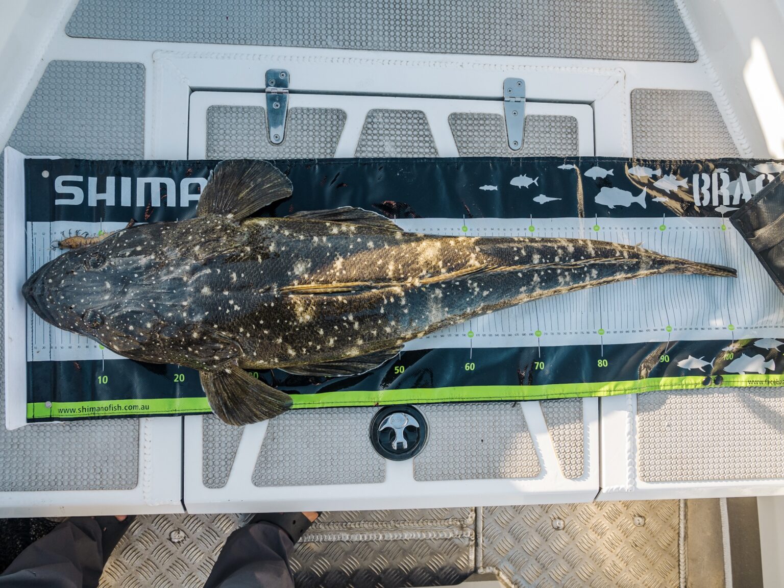 Angler lands trophy 101cm dusky flathead - Fishing World Australia