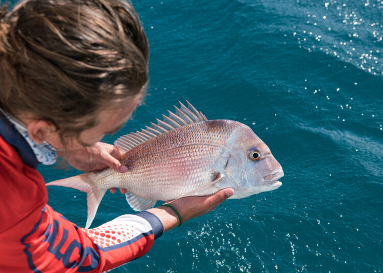 NSW Murray cod season reopens from 1 December - Fishing World Australia