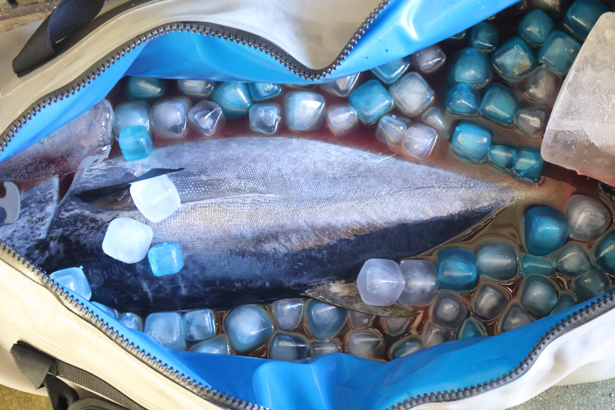 Free Flo - Fro Freeze Cubes review - Fishing World Australia